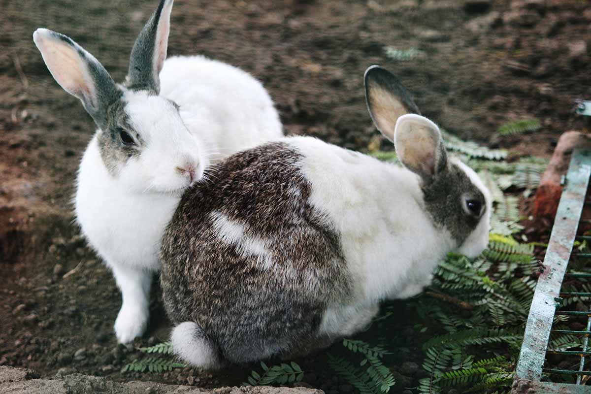 12 Large Rabbit Breeds Profiles (With Pictures)