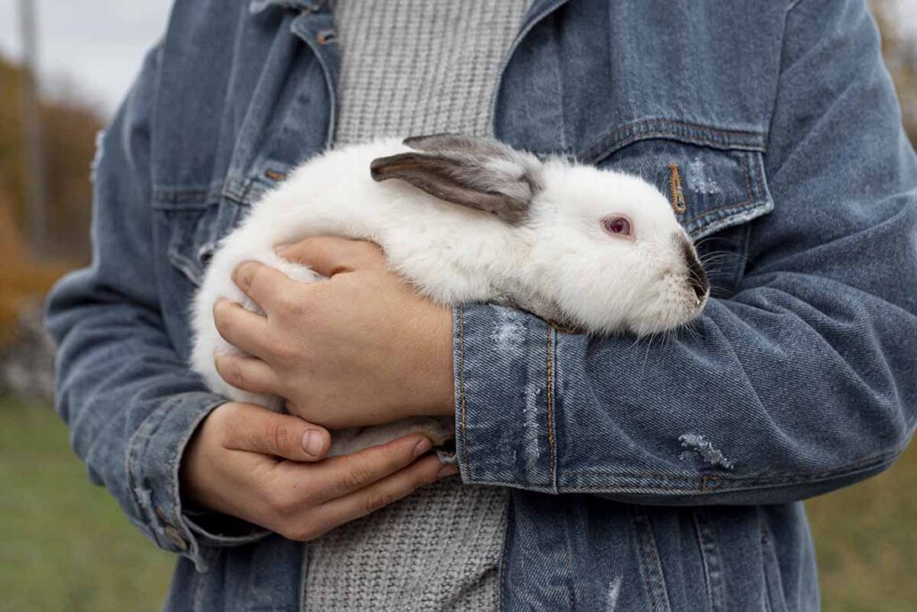 10 Popular Long Haired Rabbit Breeds (with Pictures)