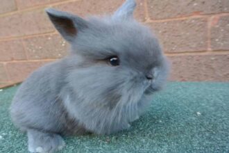 10 Types of Dwarf Rabbit Breeds (With Pictures)