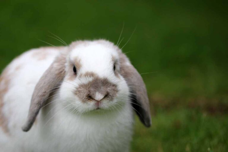 10 Types of Dwarf Rabbit Breeds (With Pictures)