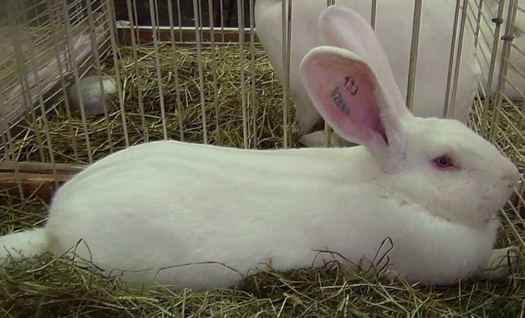 12 Large Rabbit Breeds Profiles (With Pictures)