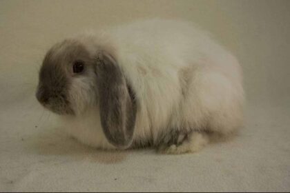 10 Popular Long Haired Rabbit Breeds (with Pictures)