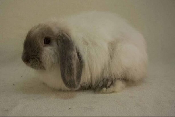 10 Popular Long Haired Rabbit Breeds (with Pictures)