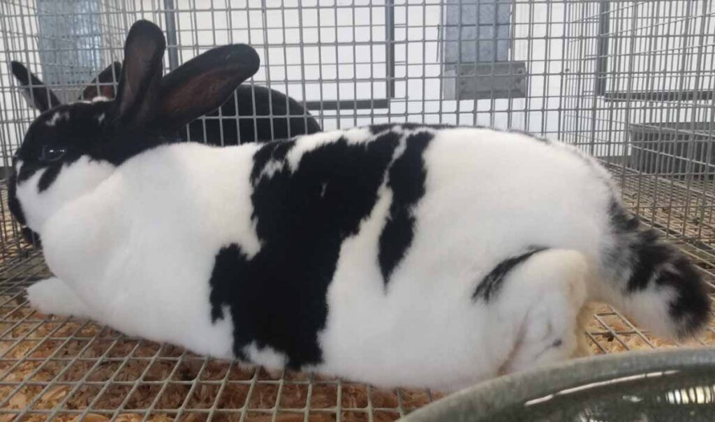 12 Large Rabbit Breeds Profiles (With Pictures)