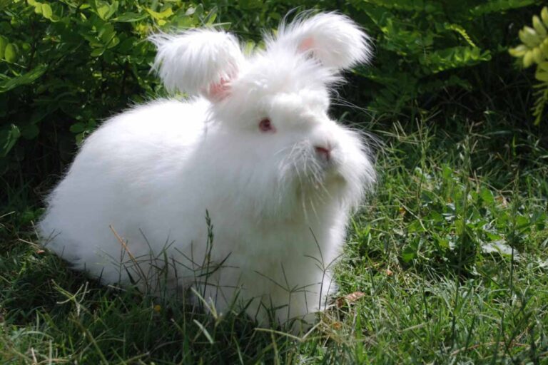 10 Popular Long Haired Rabbit Breeds (with Pictures)