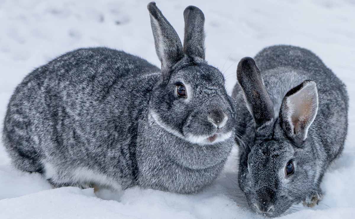 12 Large Rabbit Breeds Profiles (With Pictures)
