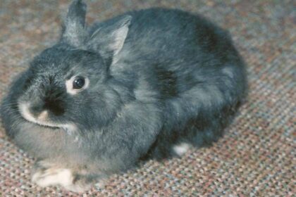 10 Popular Long Haired Rabbit Breeds (with Pictures)