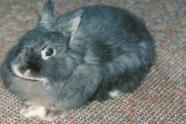 10 Popular Long Haired Rabbit Breeds (with Pictures)