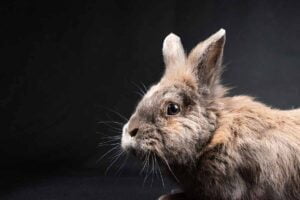10 Popular Long Haired Rabbit Breeds (with Pictures)