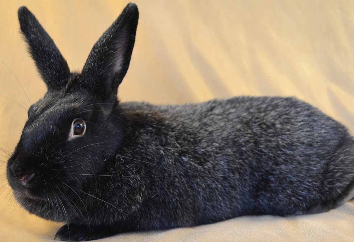 12 Large Rabbit Breeds Profiles (With Pictures)