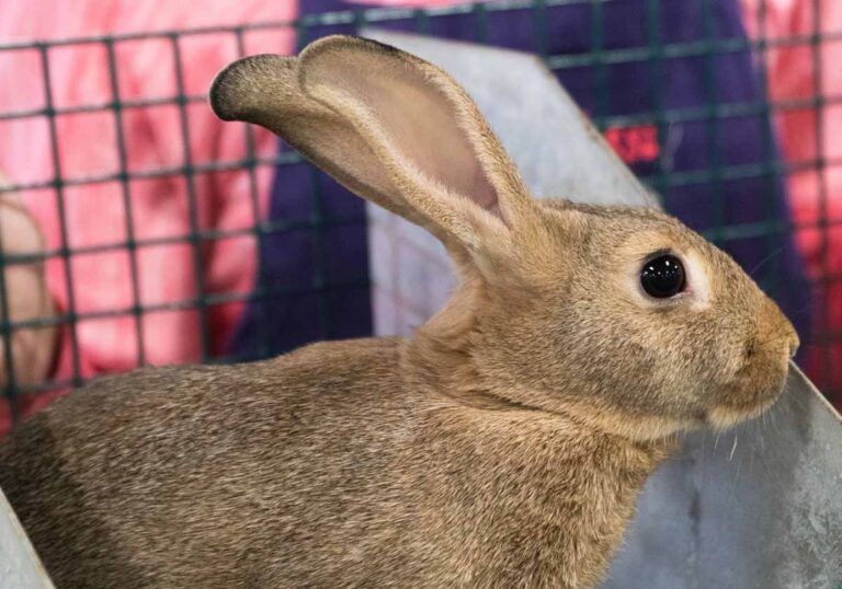 50 Rabbits Coat Colors and Patterns (With Pictures)