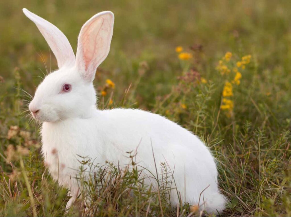 50 Rabbits Coat Colors and Patterns (With Pictures)