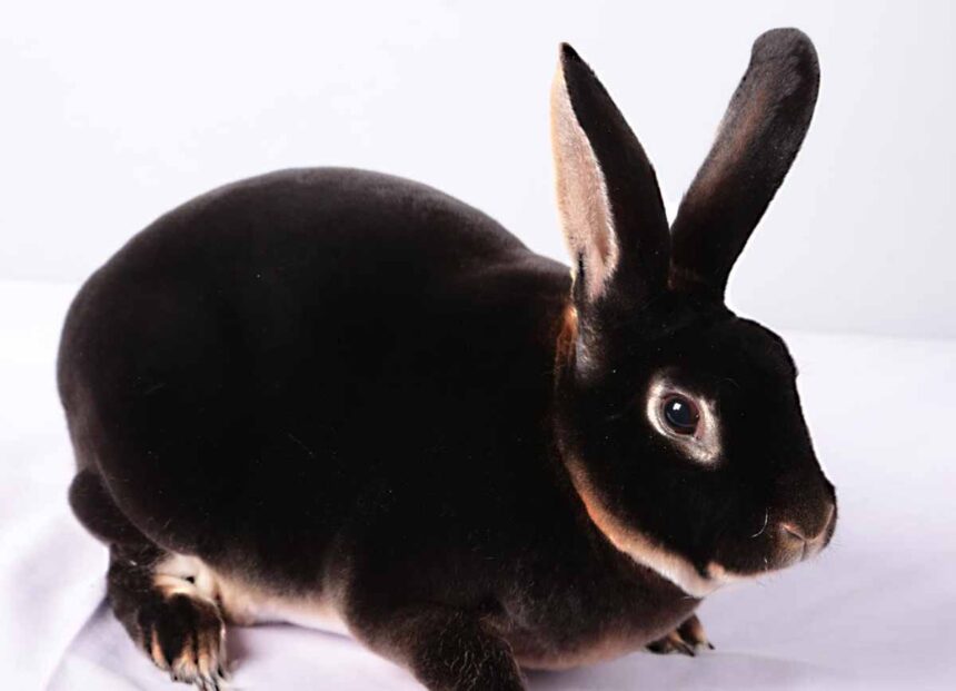 50 Rabbits Coat Colors and Patterns (With Pictures)