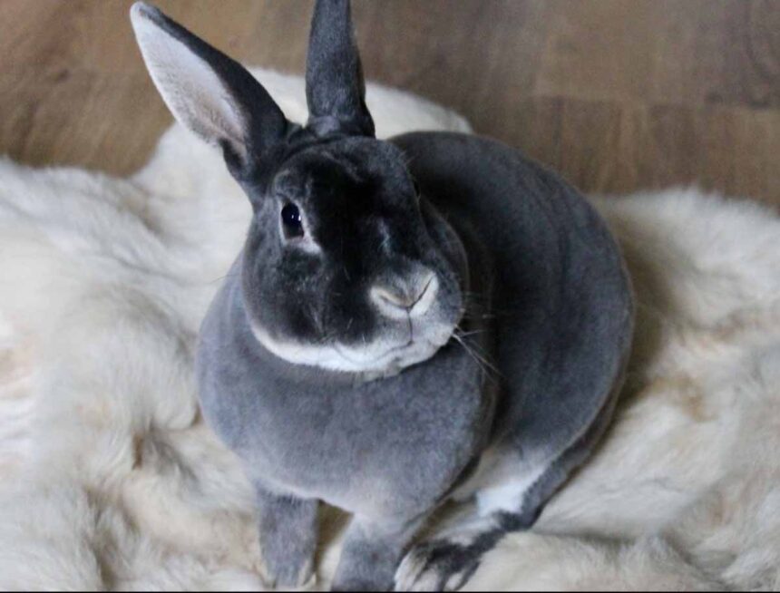 50 Rabbits Coat Colors and Patterns (With Pictures)