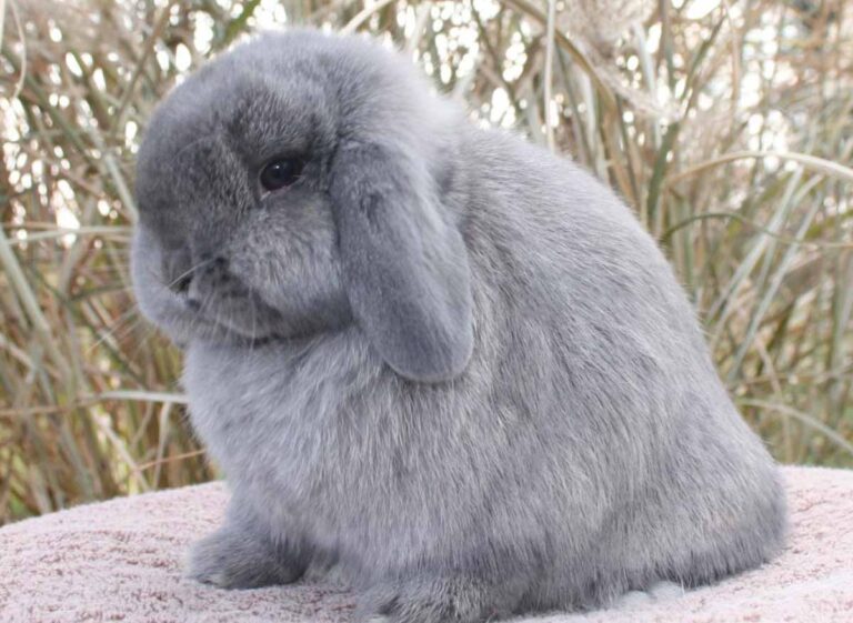 50 Rabbits Coat Colors and Patterns (With Pictures)