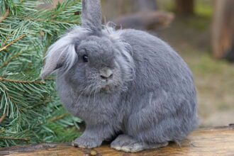 50 Rabbits Coat Colors and Patterns (With Pictures)