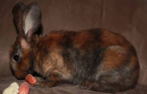 50 Rabbits Coat Colors and Patterns (With Pictures)