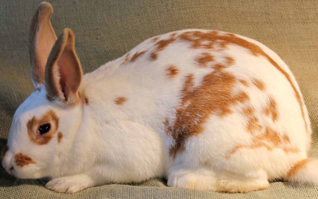 50 Rabbits Coat Colors and Patterns (With Pictures)