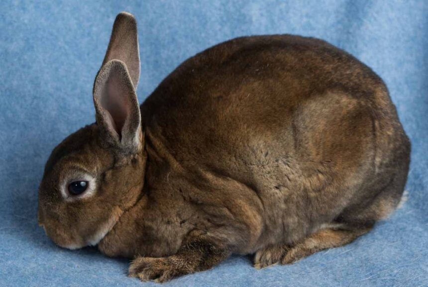 50 Rabbits Coat Colors and Patterns (With Pictures)