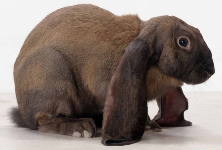 50 Rabbits Coat Colors and Patterns (With Pictures)