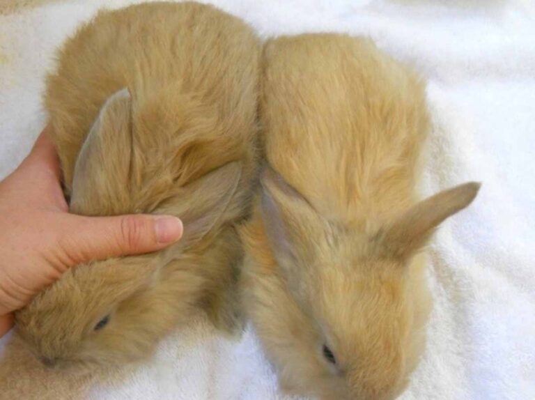 50 Rabbits Coat Colors and Patterns (With Pictures)