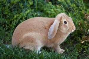50 Rabbits Coat Colors and Patterns (With Pictures)