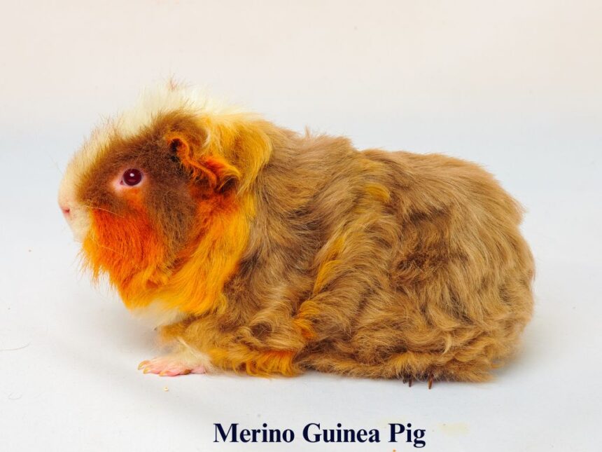Top 10 Long-Haired Guinea Pig Breeds and Essential Hair Care