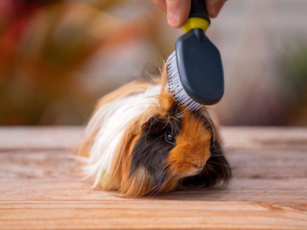 Top 10 Long-Haired Guinea Pig Breeds and Essential Hair Care